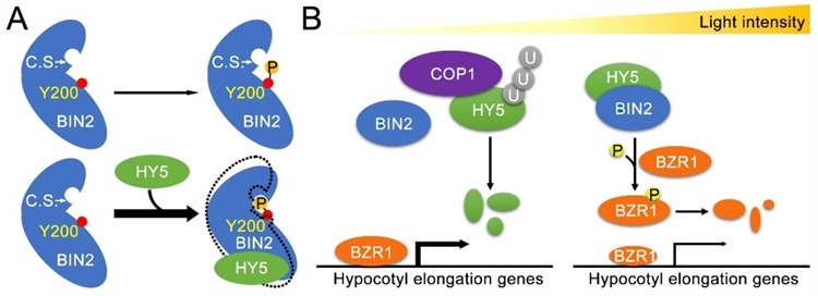 北大邓兴旺实验室朱丹萌课题组组揭示HY5调控下胚轴伸长的新方式 —中国教育在线